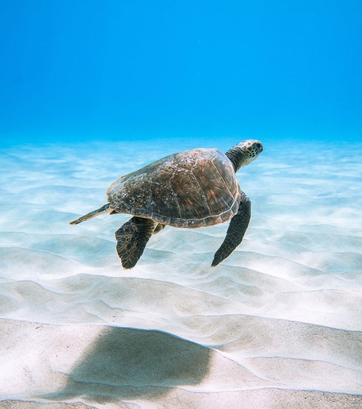 Hawaii 2022 – English – JIFU